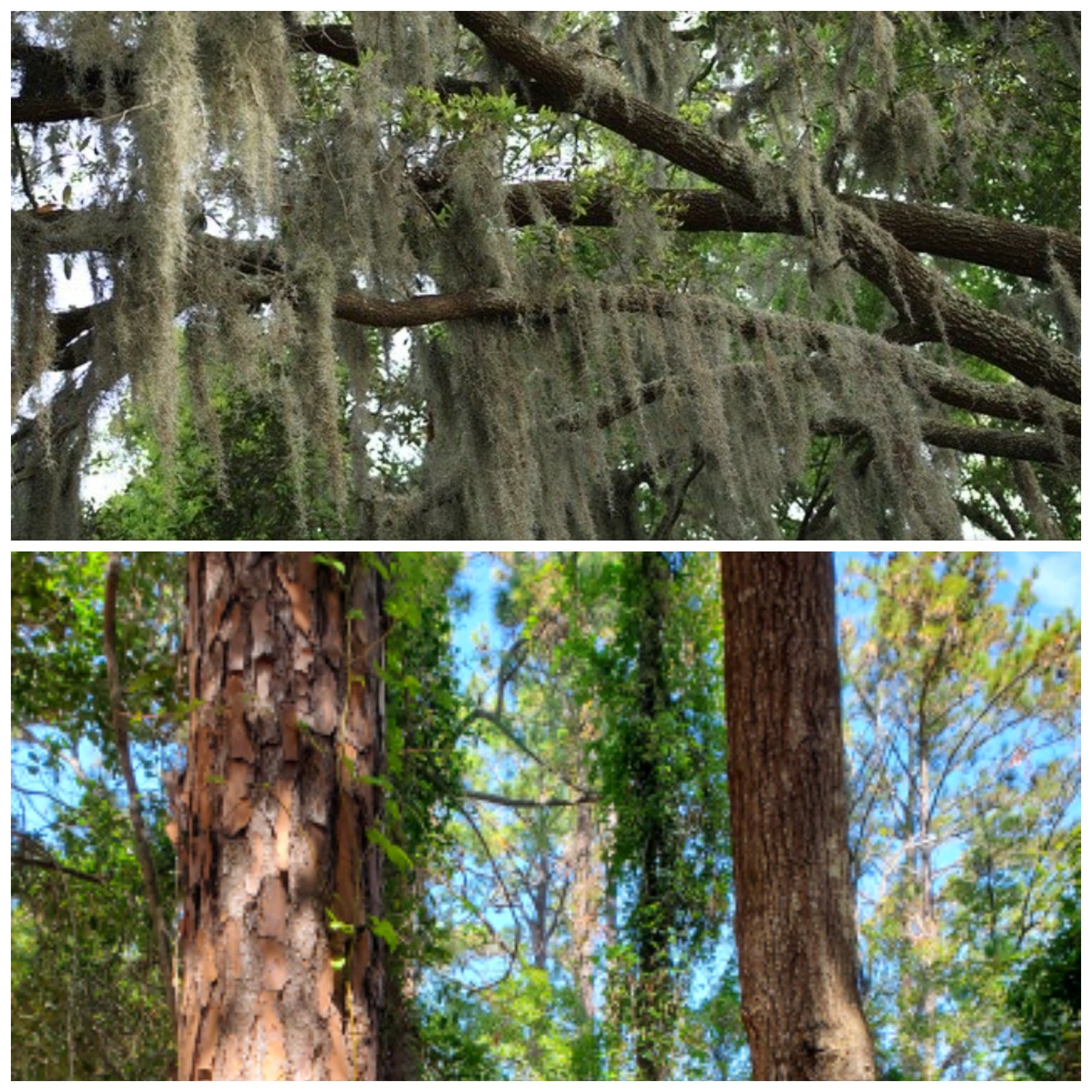 The Trees - The Gullah Chronicles